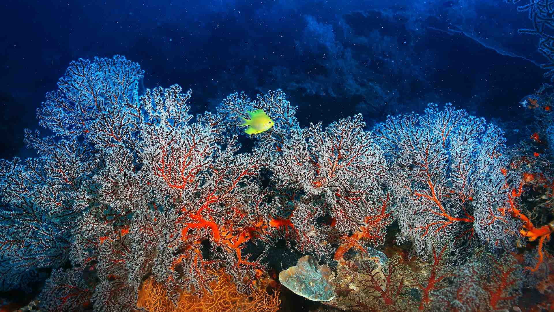 Great Barrier Reef Faces Major Coral Bleaching Crisis Dubai Outlook